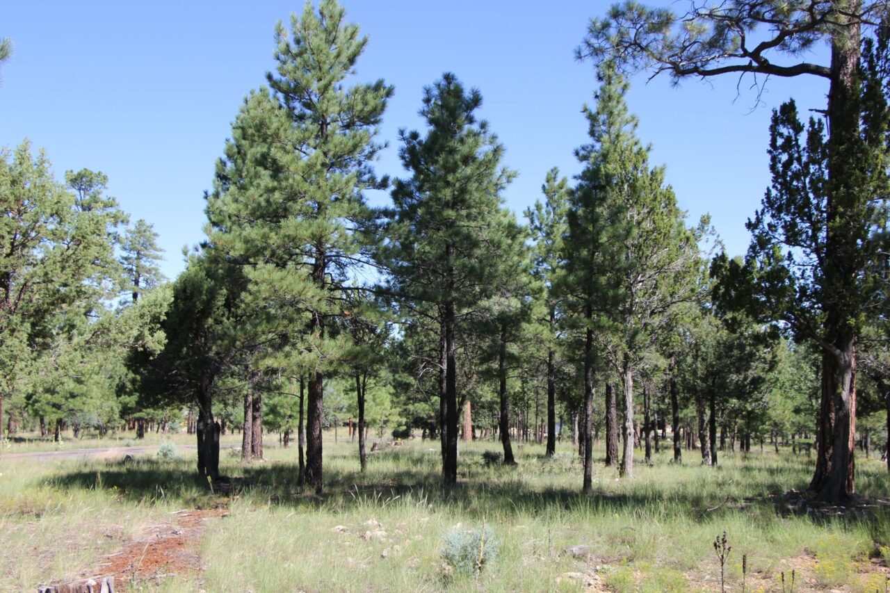 Best Buys - Arizona Land for Sale