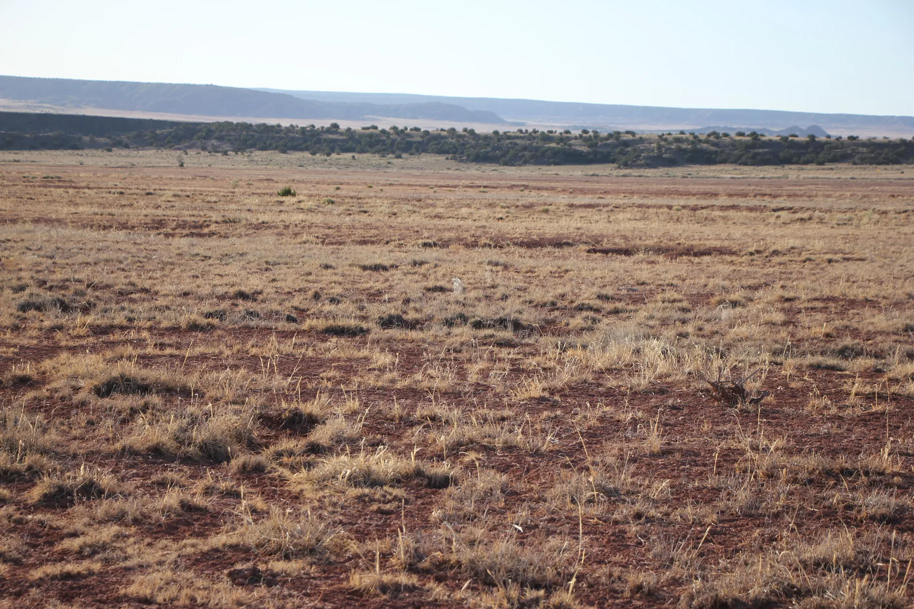 $35,000 25 Acres G Bar Ranch - Arizona Land for Sale