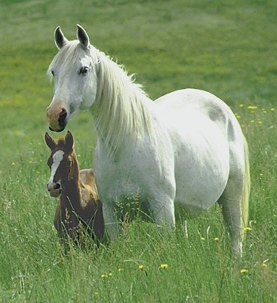 Sierra Verde Ranch 44 acres - Arizona Land for Sale