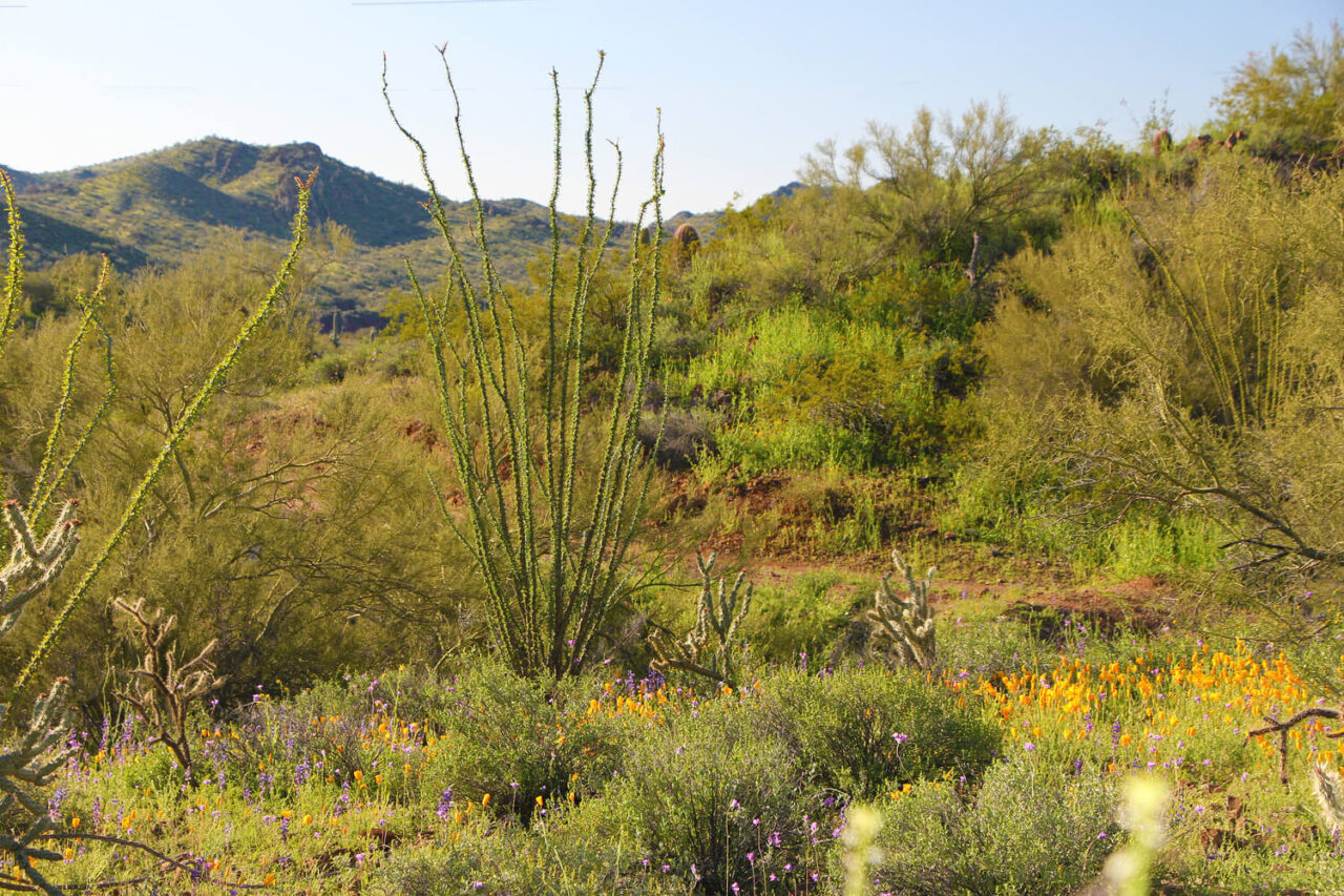 Arizona Land for Sale, Arizona Ranches for Sale, Acreage for Sale,